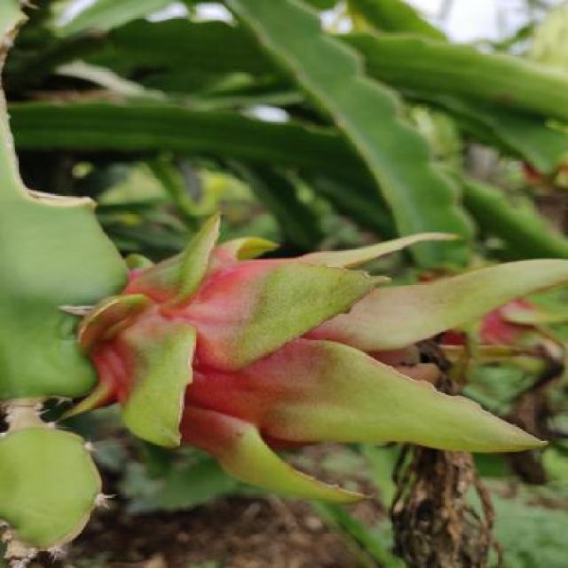 Un Classification Model By Mitwpu