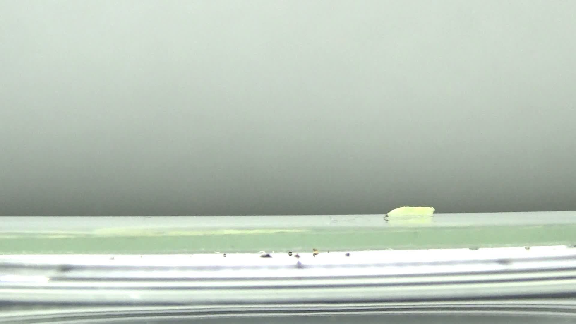 Larvae side view Instance Segmentation Dataset by XTtest
