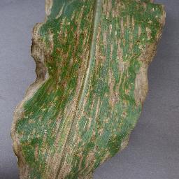 Gray_leaf_spot (corn) Classification Dataset by the first