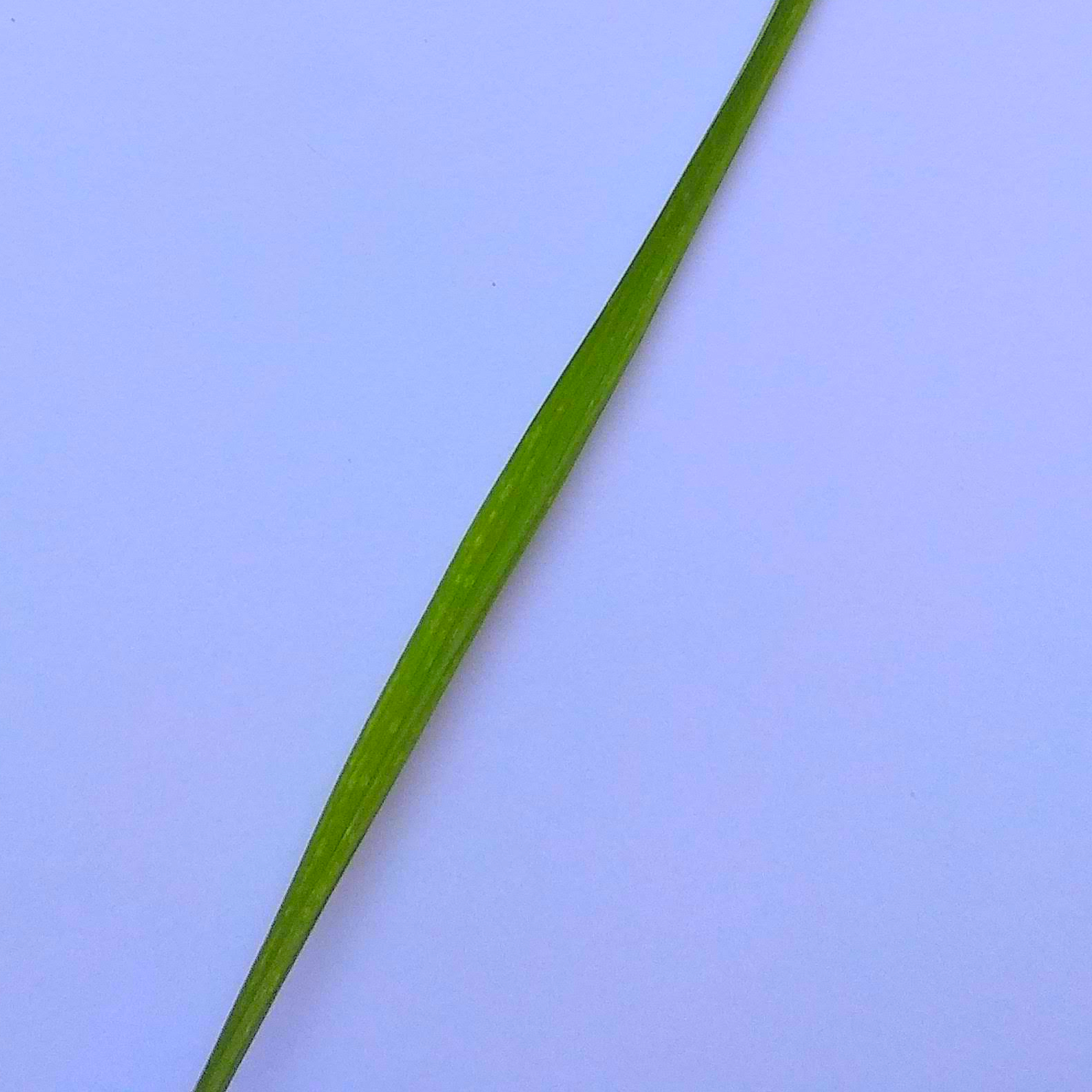 Rice__Healthy Classification Dataset by the first