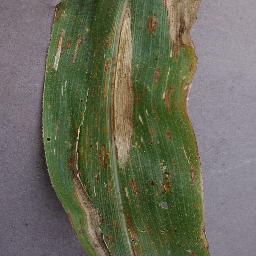 the first - Roboflow Universe