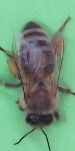 bee_pollen_square Classification Dataset by rudis