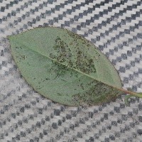 hack (hack-aruze) - Roboflow Universe