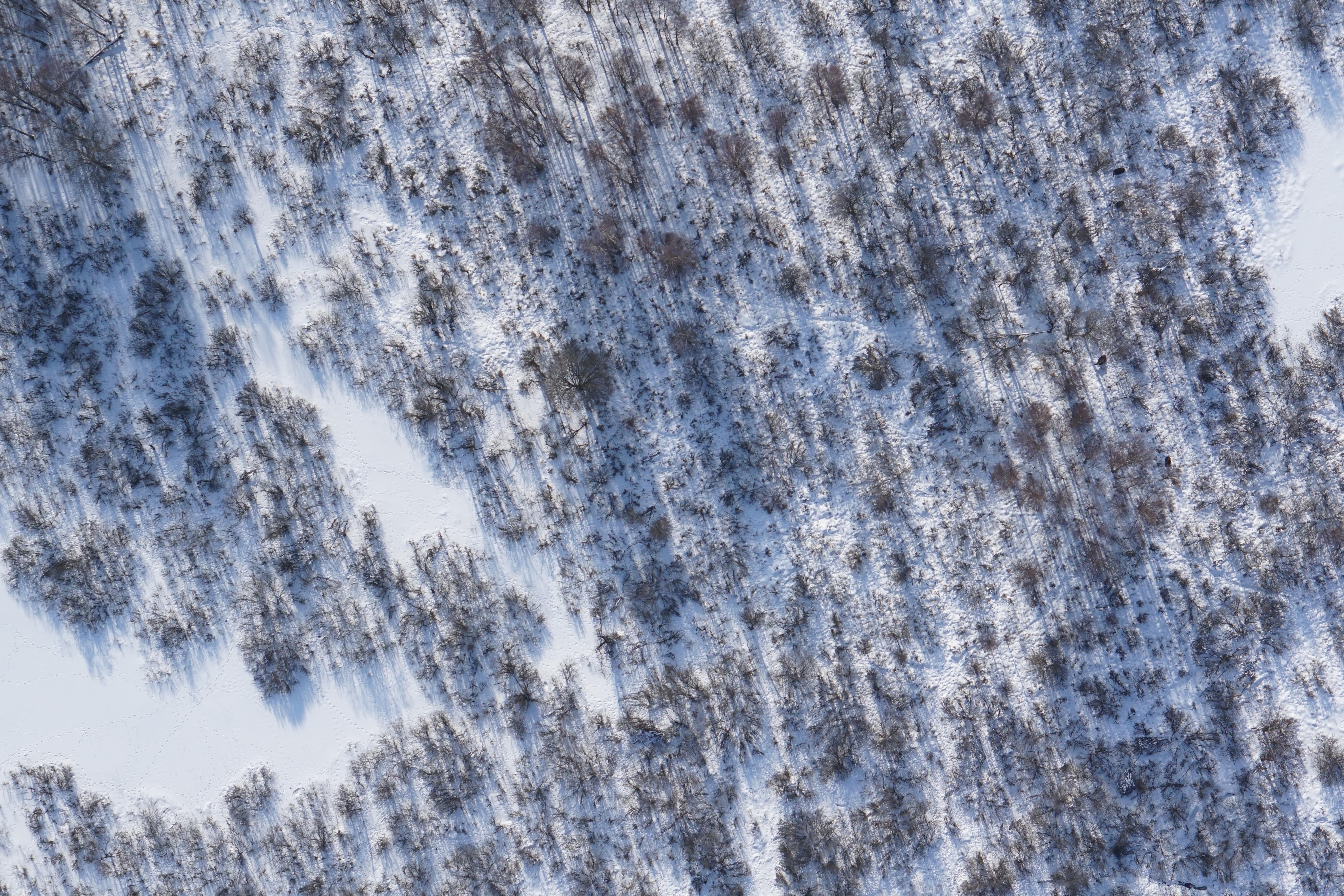 moose-detection-150 Object Detection Dataset by Object Detection