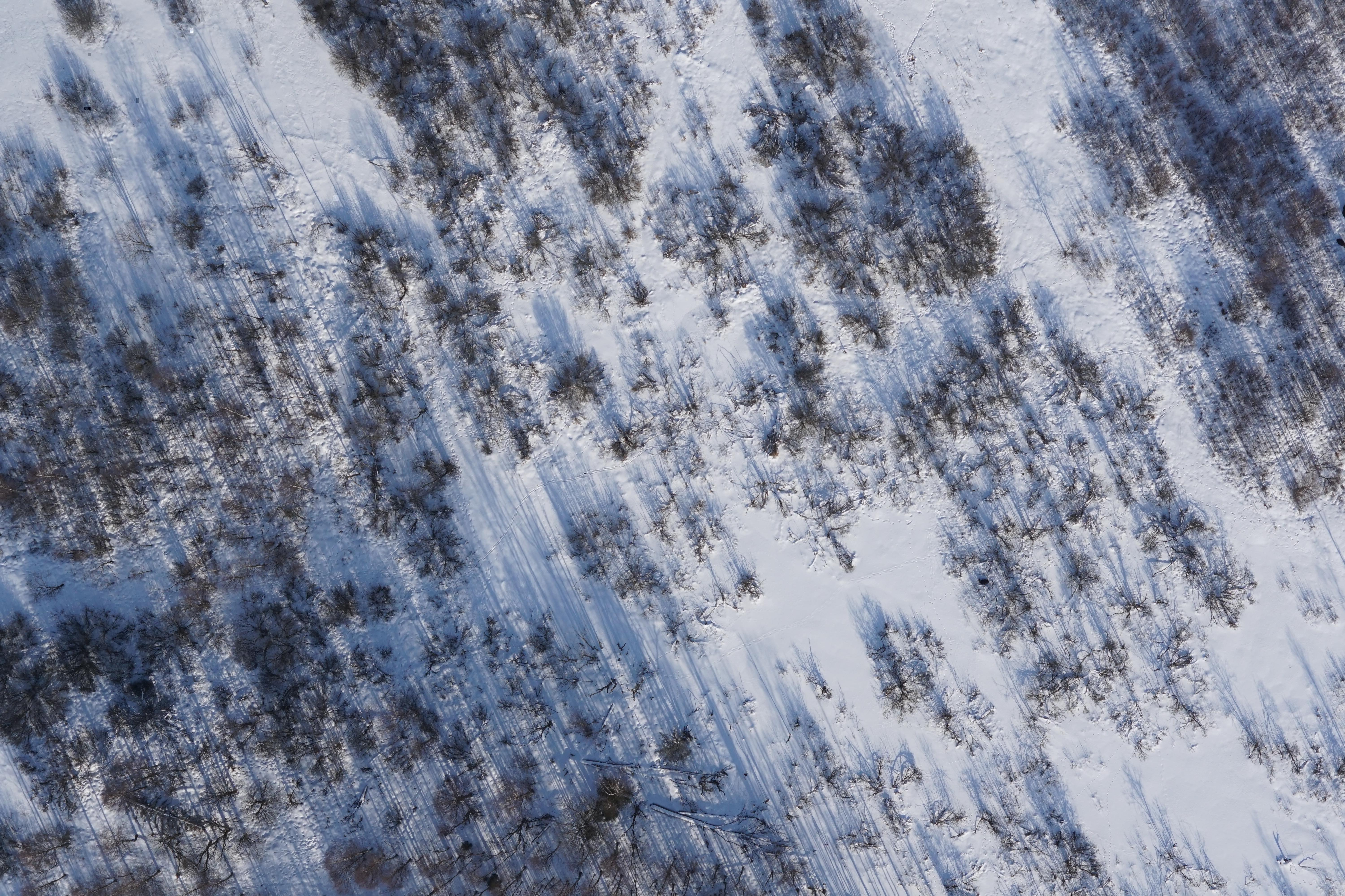 moose-unique Object Detection Dataset by Object Detection