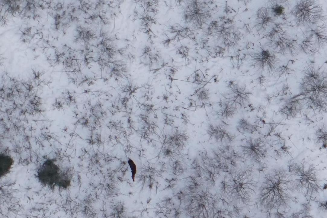 moose-patches Object Detection Dataset by Object Detection