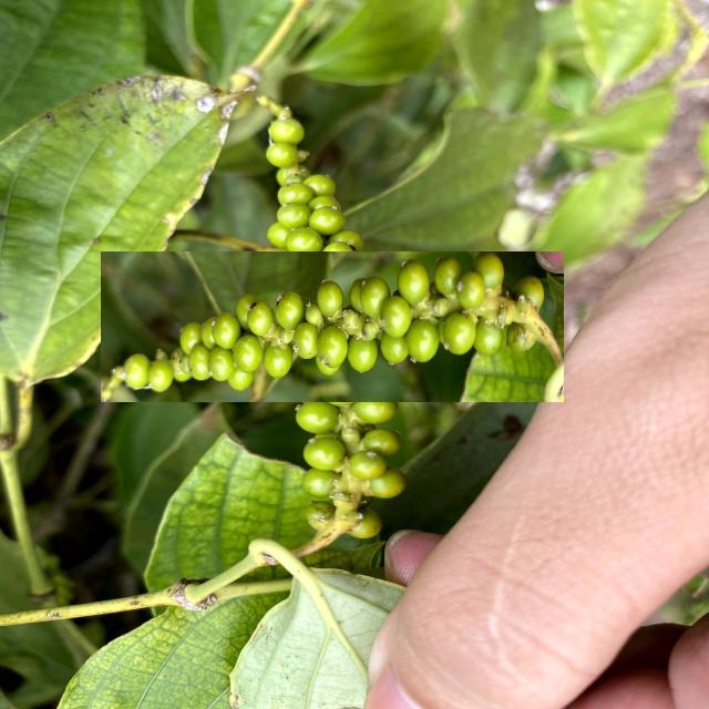 qw Object Detection Dataset by Reza p