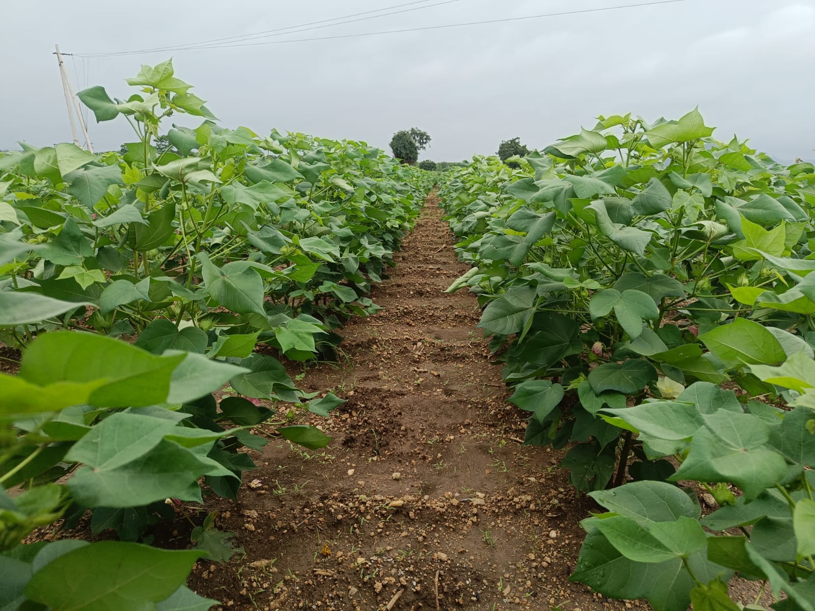 Row Detection Semantic Segmentation Dataset by Crop Row