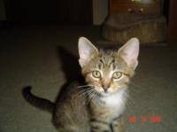cat-prediction Object Detection Model by test
