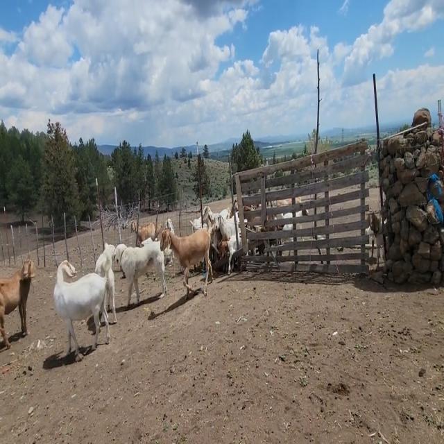 Animal Detection Object Detection Dataset by Animal