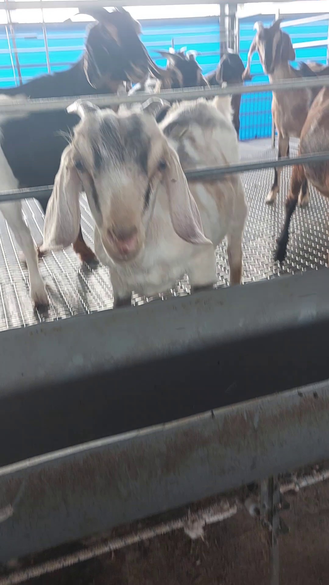 sheep Object Detection Dataset and Pre-Trained Model by project-eydft