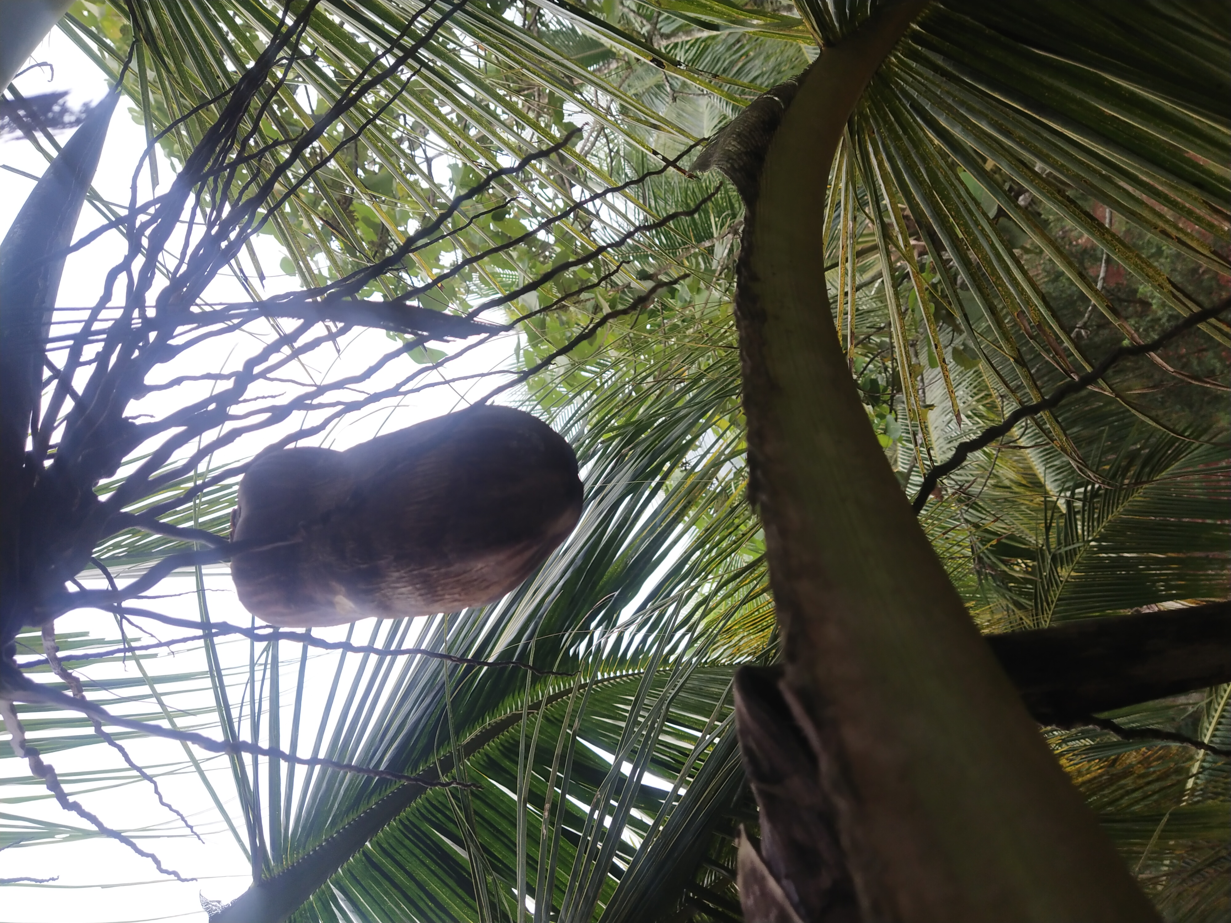 coconut-maturity Instance Segmentation Model by Major Project