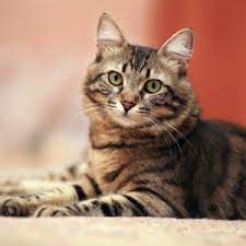 animal Object Detection Model by hesunyu