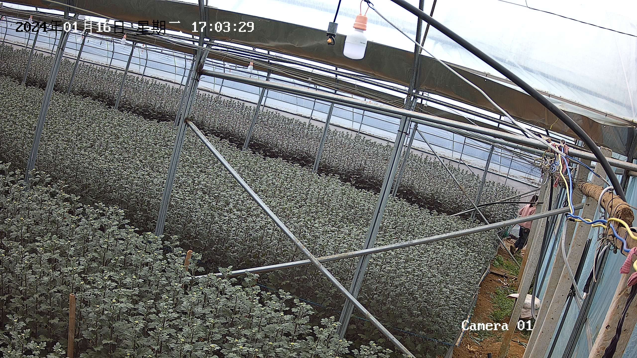 Flower Object Detection Model By Escher