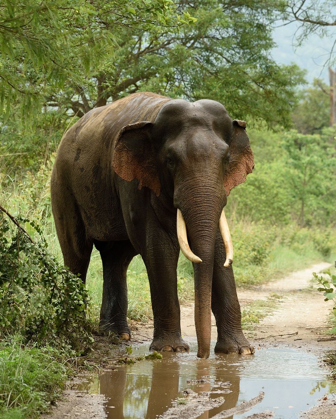 Elephant Identification Object Detection Dataset by PapayaIdentify