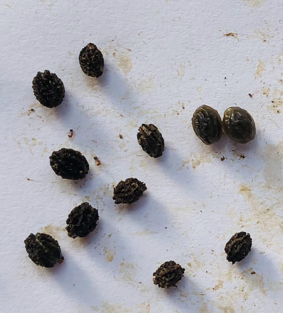 Pepper Segmentation Object Detection Dataset and Pre-Trained Model by ...