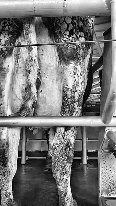 dj_crop Object Detection Dataset and Pre-Trained Model by graduateProjects