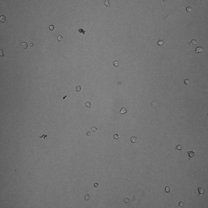 stem_cell_v3 Object Detection Dataset by Bionano