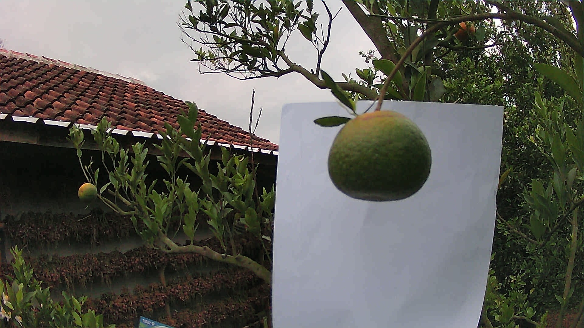 RIPENESS ORANGE Object Detection Dataset by TA