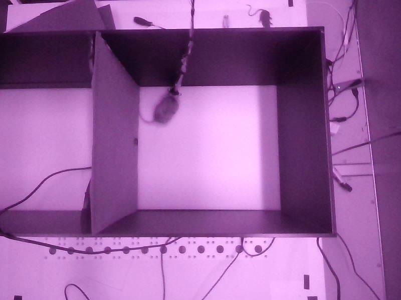 LR MOUSE Object Detection Dataset by peking university