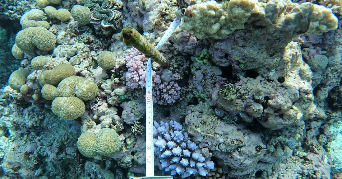 Coral PTS Object Detection Dataset and Pre-Trained Model by Coral PTS