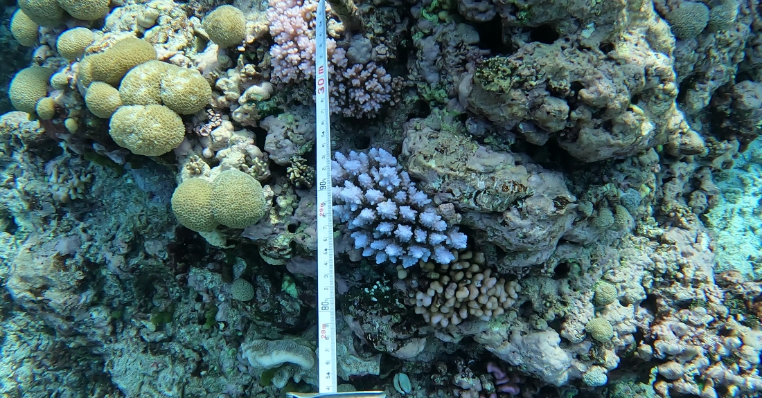 Coral Genus Object Detection Dataset and Pre-Trained Model by Coral PTS