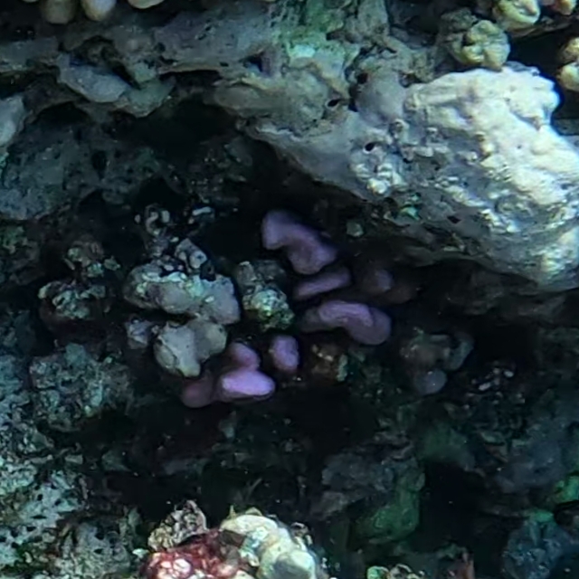 small_genus Object Detection Dataset by Coral PTS