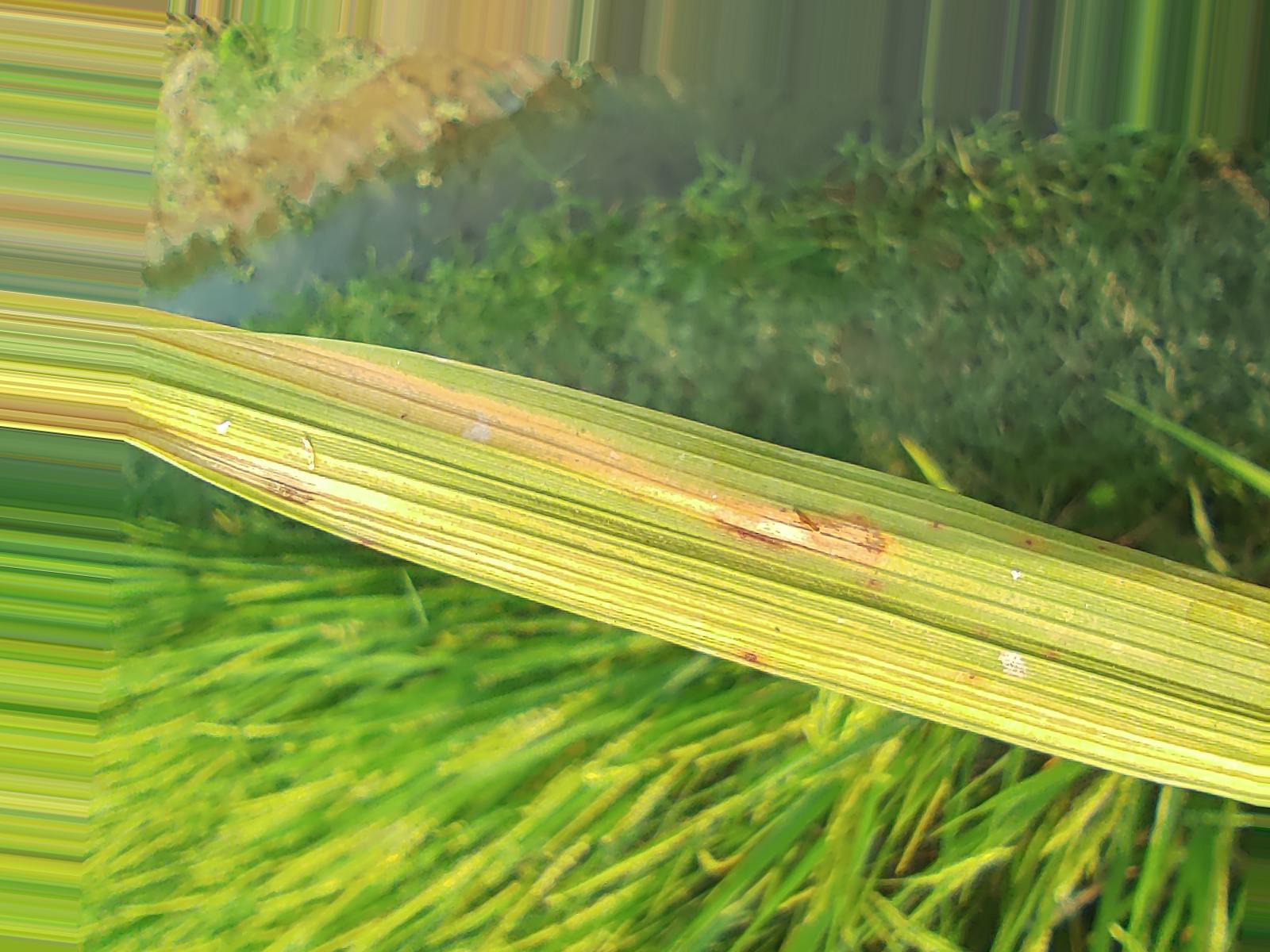 RICE_BLAST Object Detection Dataset and Pre-Trained Model by RICEBlast