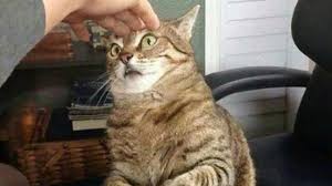 CAT DETECTOR Object Detection Model by CAO