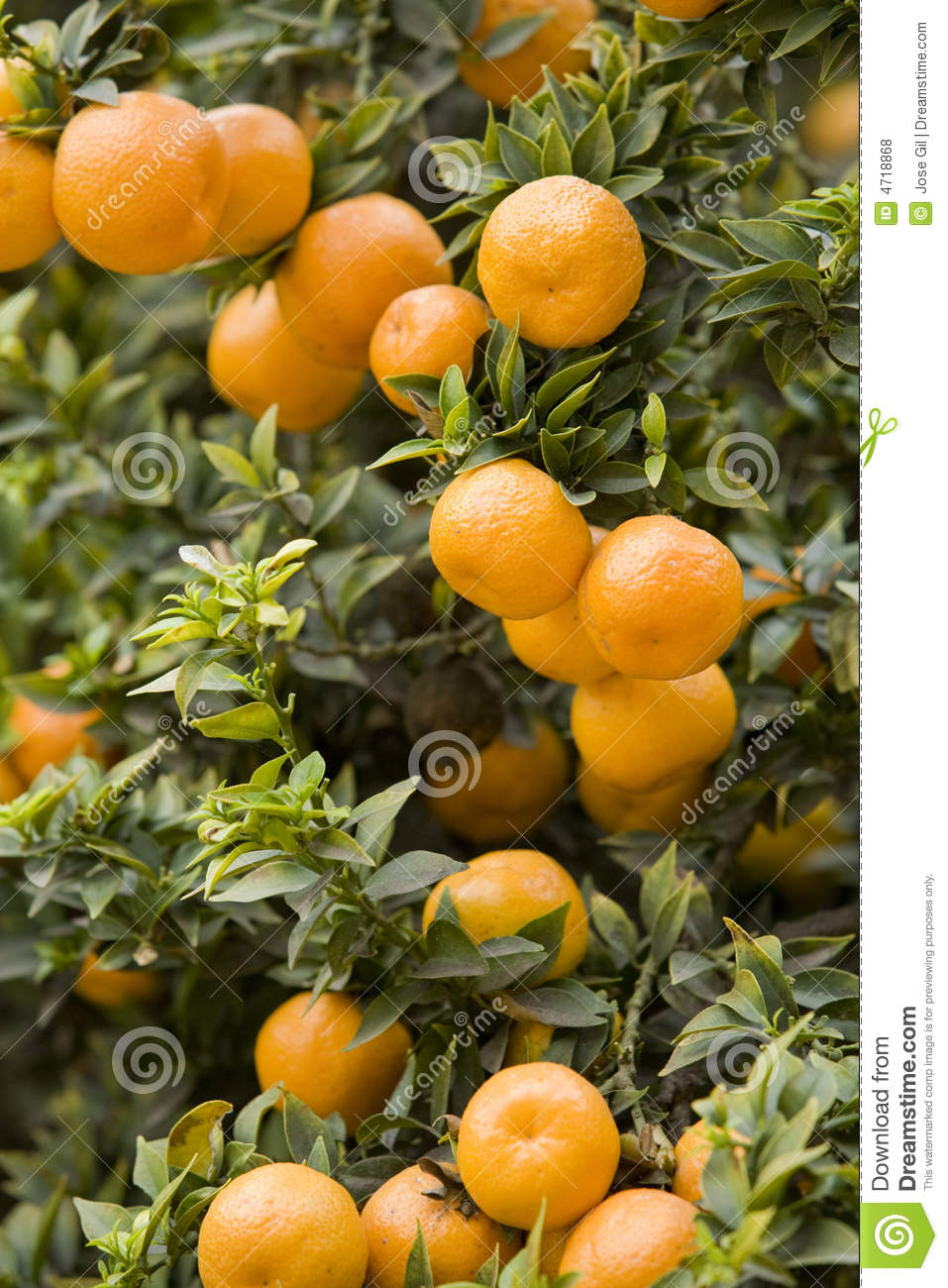 fruits Object Detection Dataset by DND Assignment