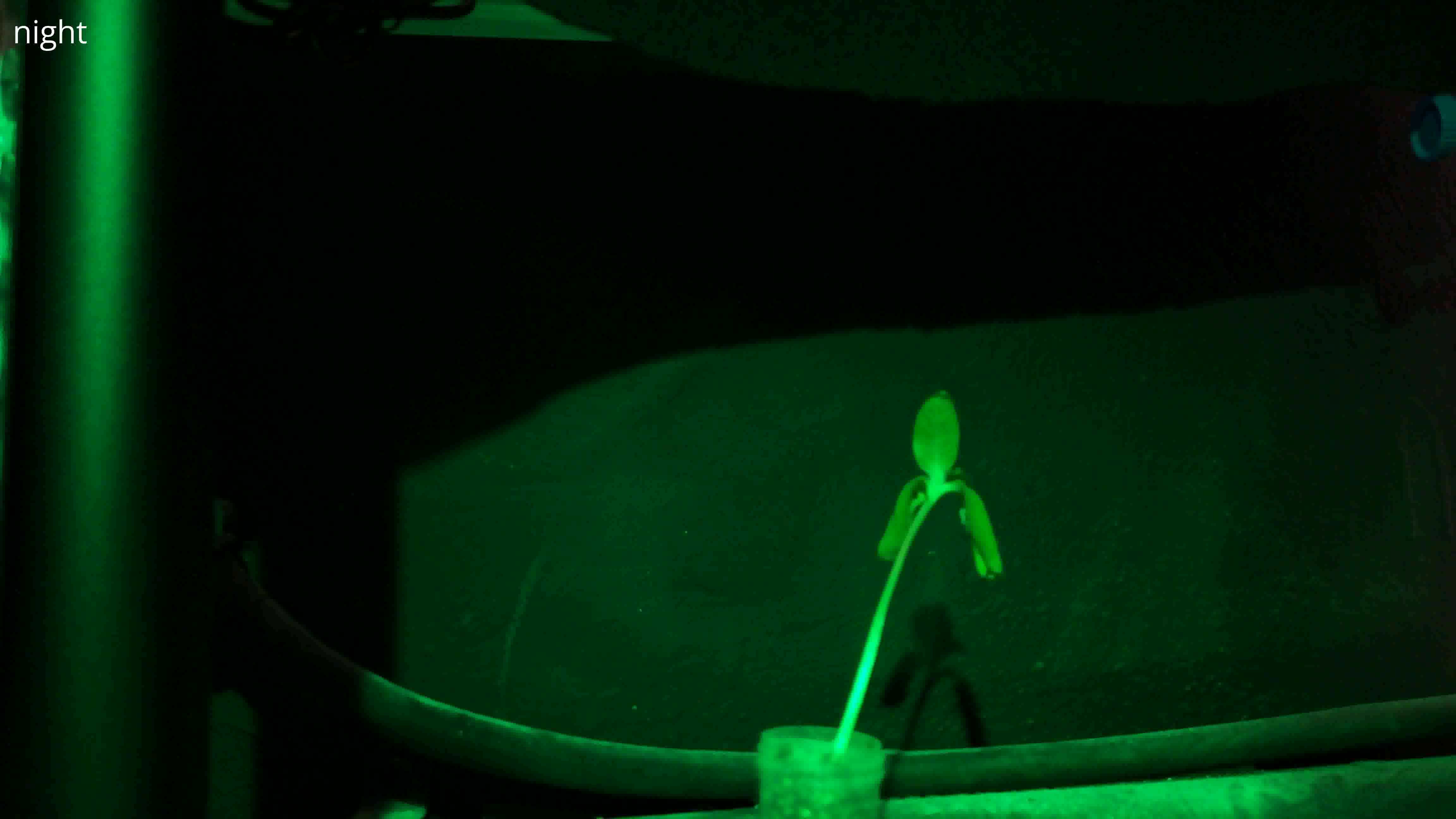 Sunflower Segmentation Instance Segmentation Dataset By Sunflowers