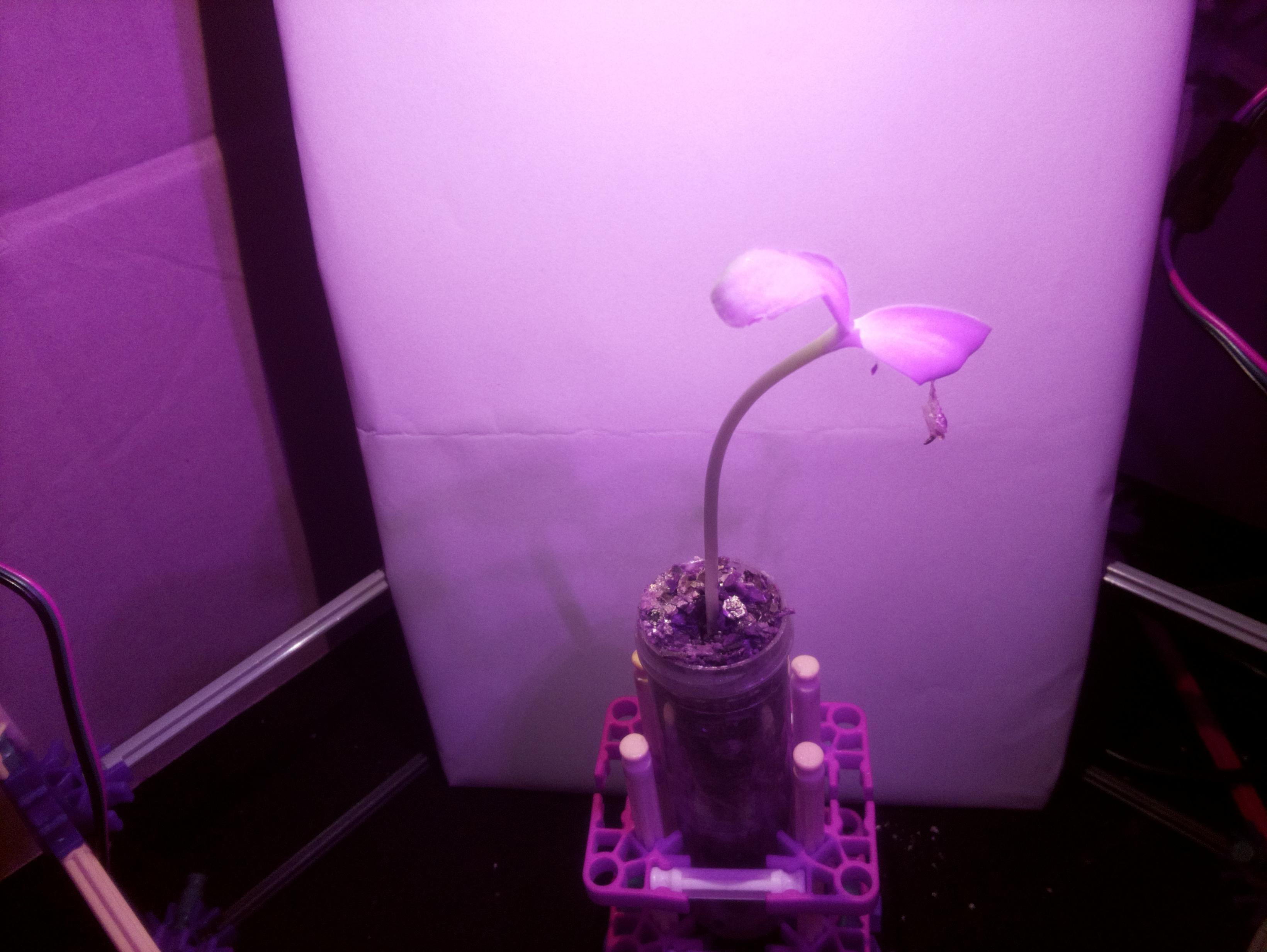 Sunflower Pose Keypoint Detection Dataset By Sunflowers