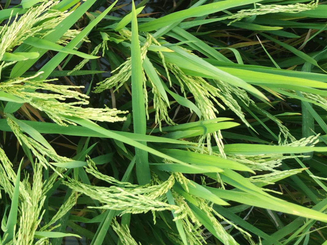 Crop Phenomics - Roboflow Universe