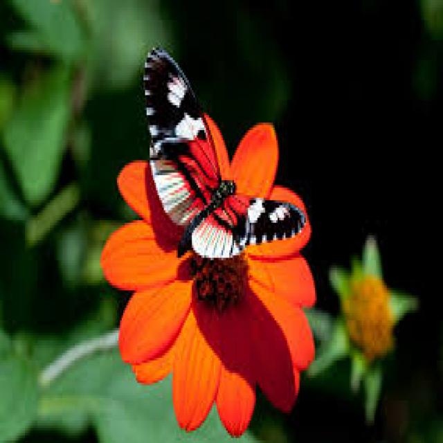 Insects Classification Object Detection Dataset By Cnn Project