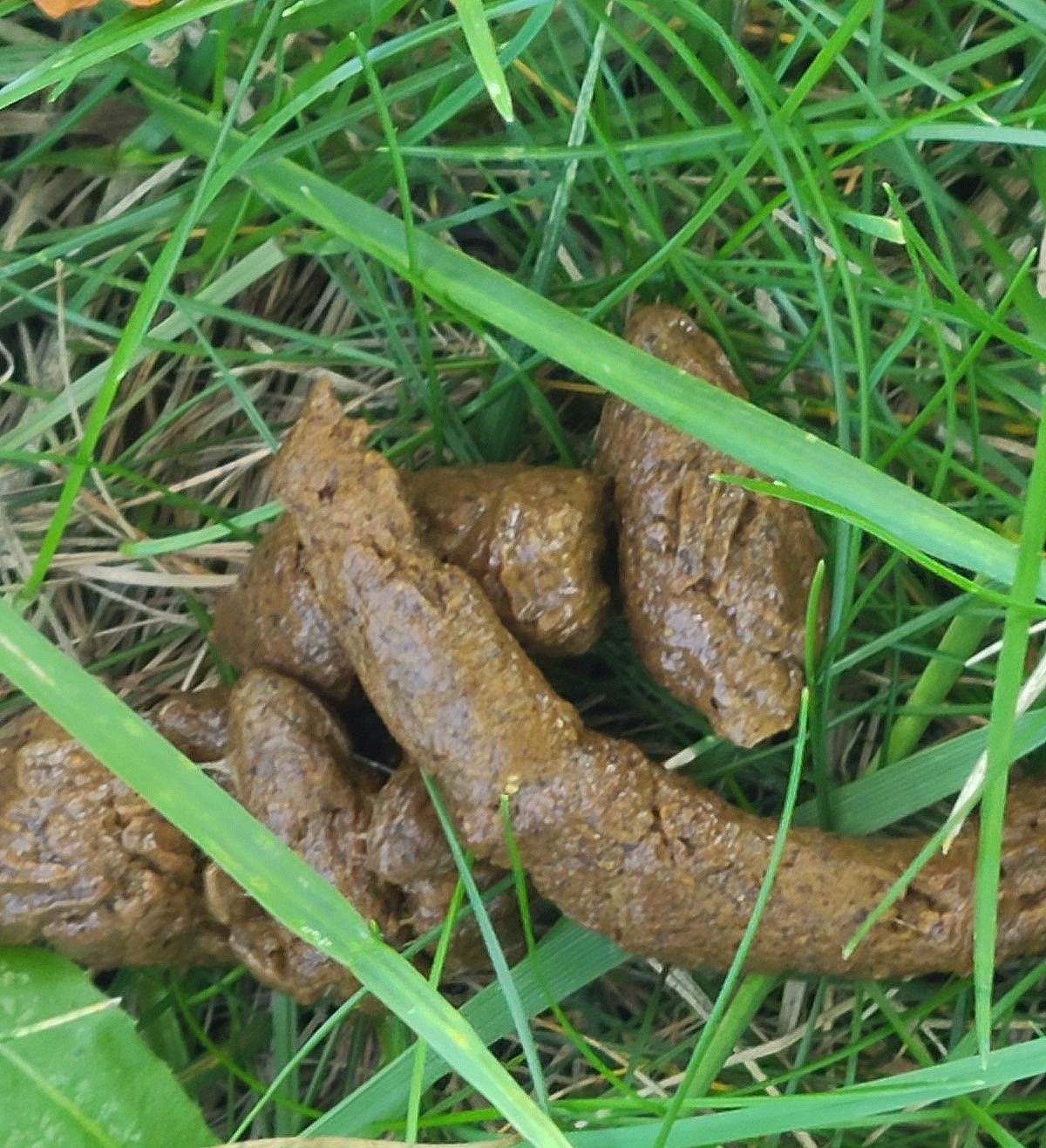 Feces Classifier Classification Model by Kenzu