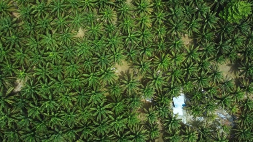 Palm Tree Detection Object Detection Model By Aerospace School