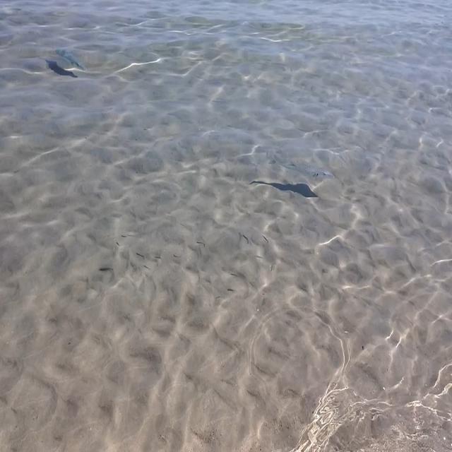 Pufferfish Detection Object Detection Dataset by Deep Learning