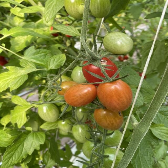 tomatoes-dataset Object Detection Dataset by DSP391m