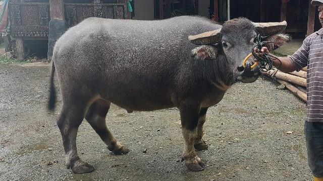 Buffallo - Roboflow Universe