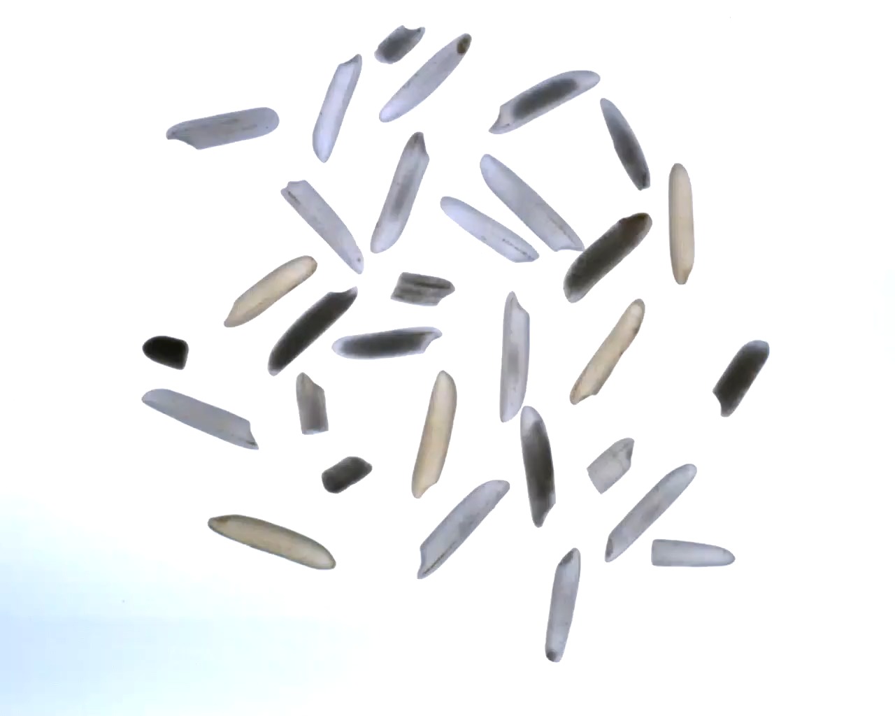 Rice 2 0 Object Detection Dataset And Pre Trained Model By Asia Pacific University