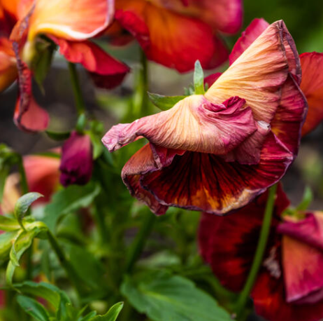 Pansy with disease Instance Segmentation Dataset and Pre-Trained Model ...