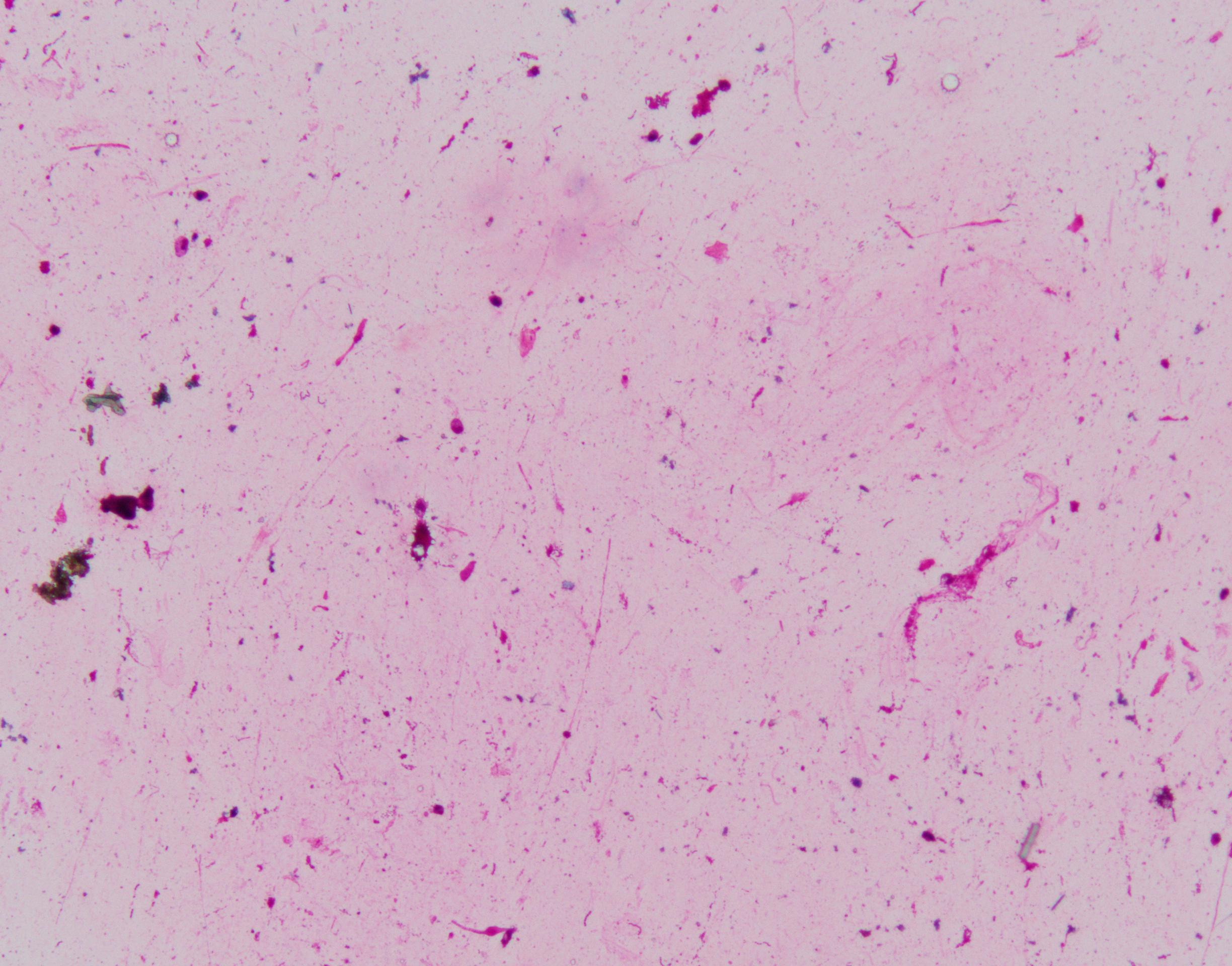 Geckler Object Detection Dataset by Geckler