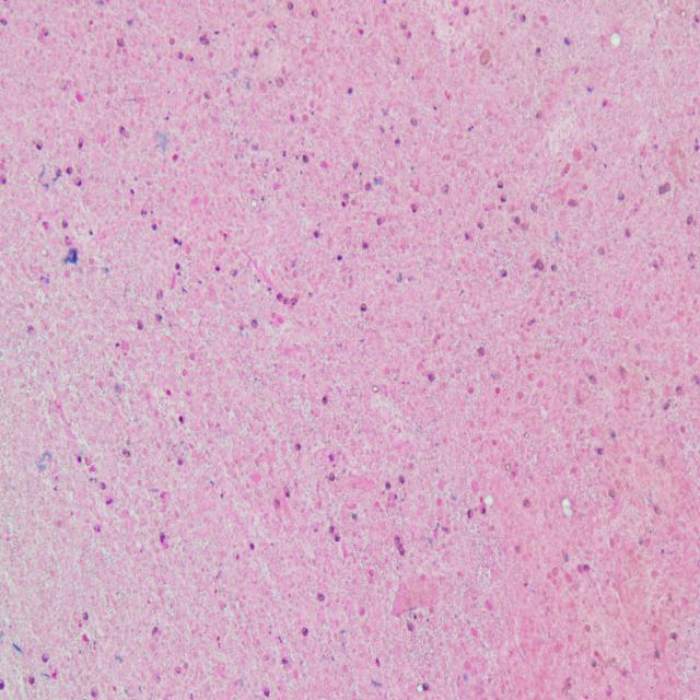 geckler_example Object Detection Dataset by Geckler