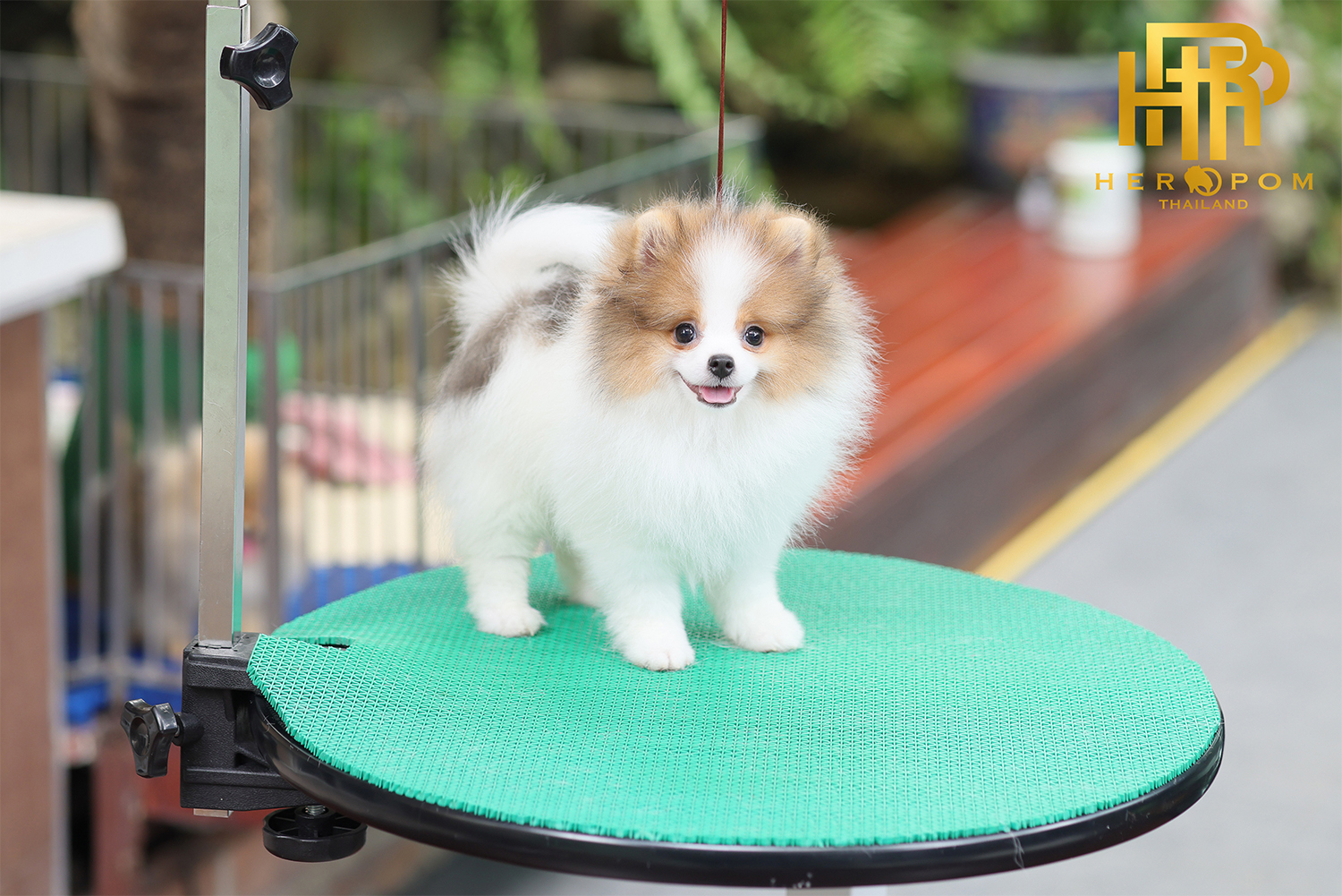 dogs classification Classification Dataset by Jirapan Sittikan