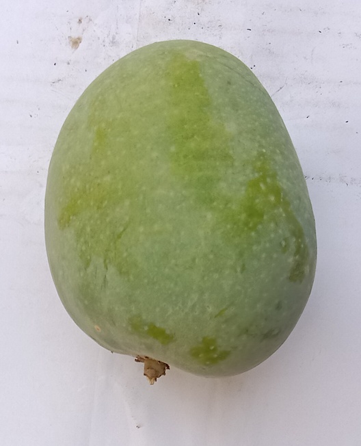 Mango (mango-i7wio) - Roboflow Universe