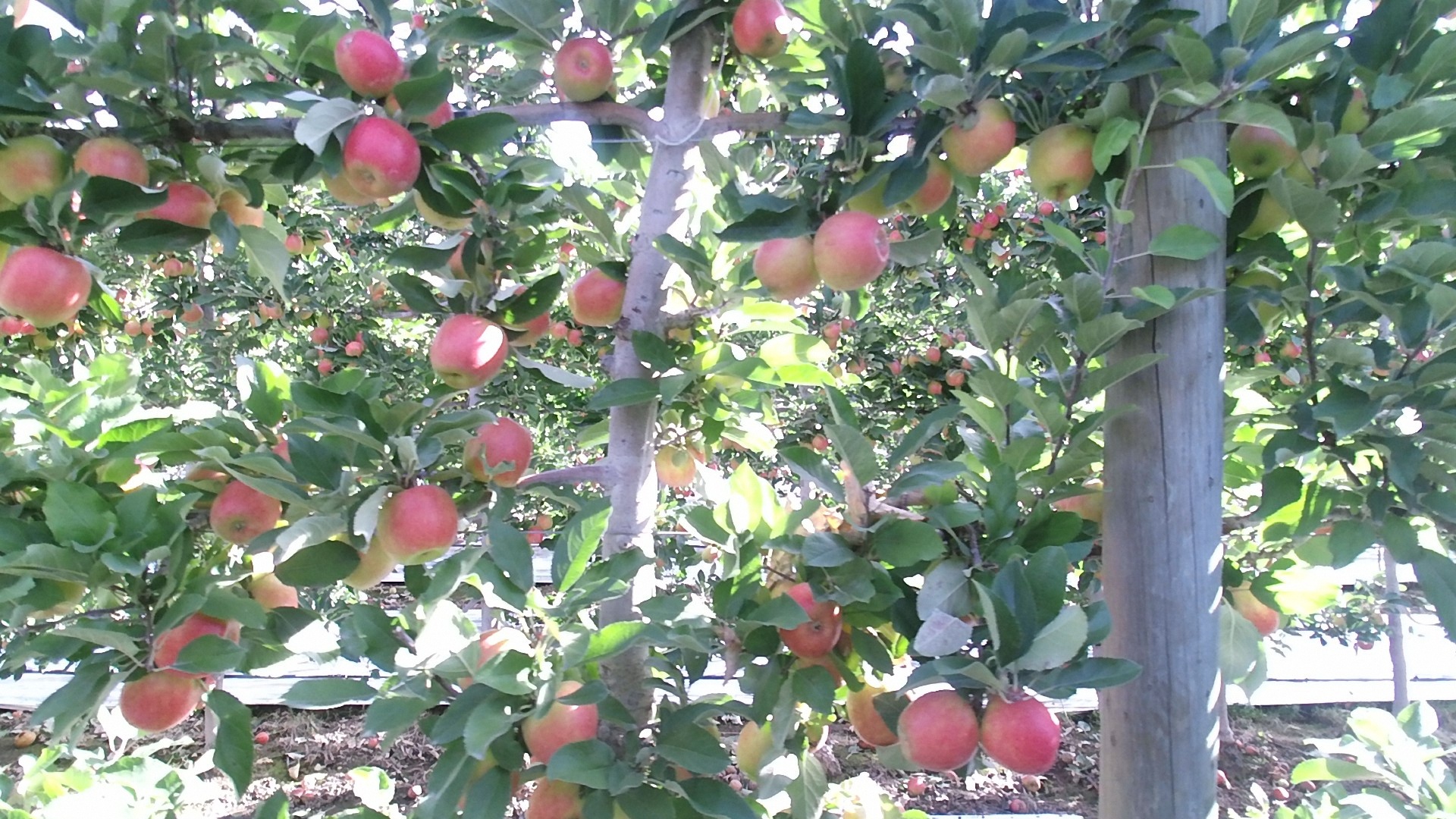 Mydata Object Detection Dataset By Tst