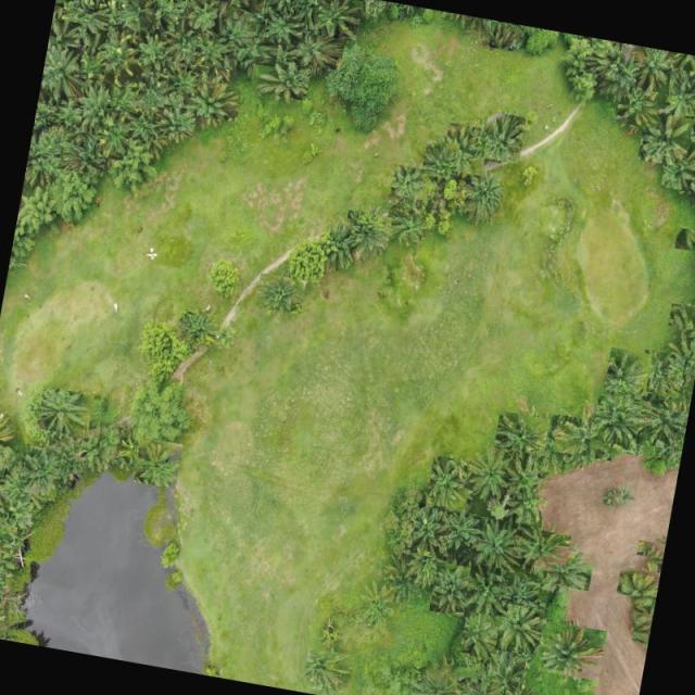 trees-count Object Detection Model by DetectionClassification