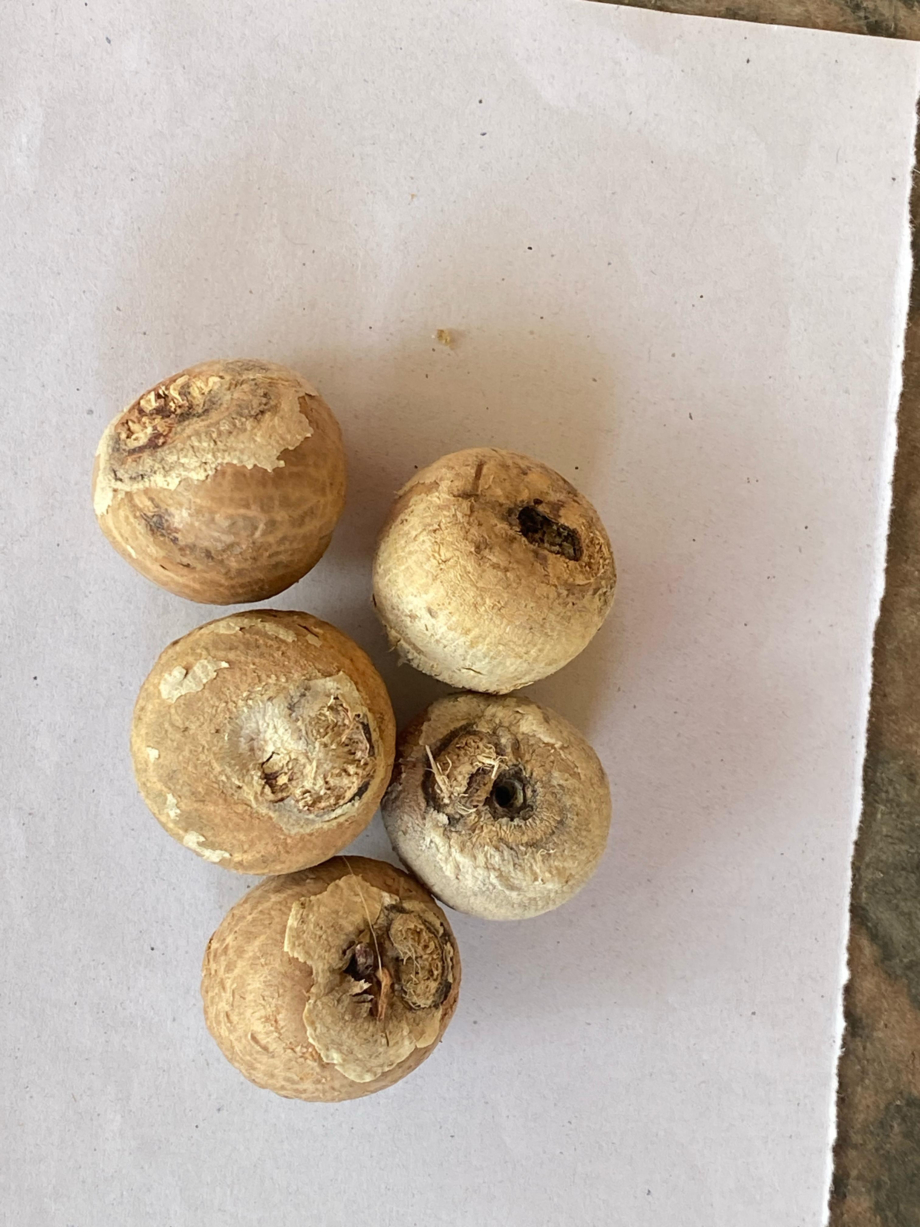 Arecanut Grading Object Detection Dataset and Pre-Trained Model by ArecanutGradingProject