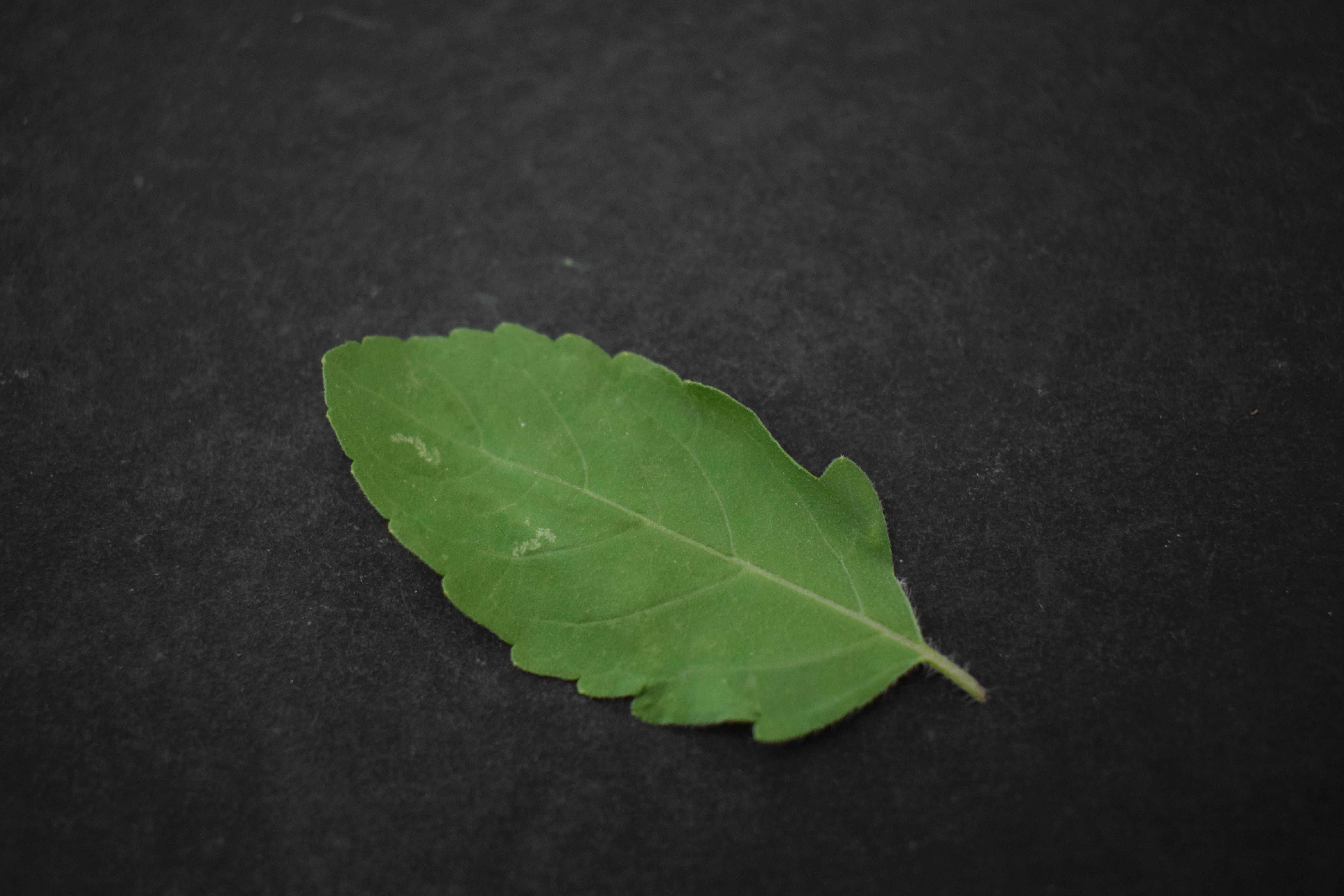 PLANT LEAF Object Detection Model by sudarshan