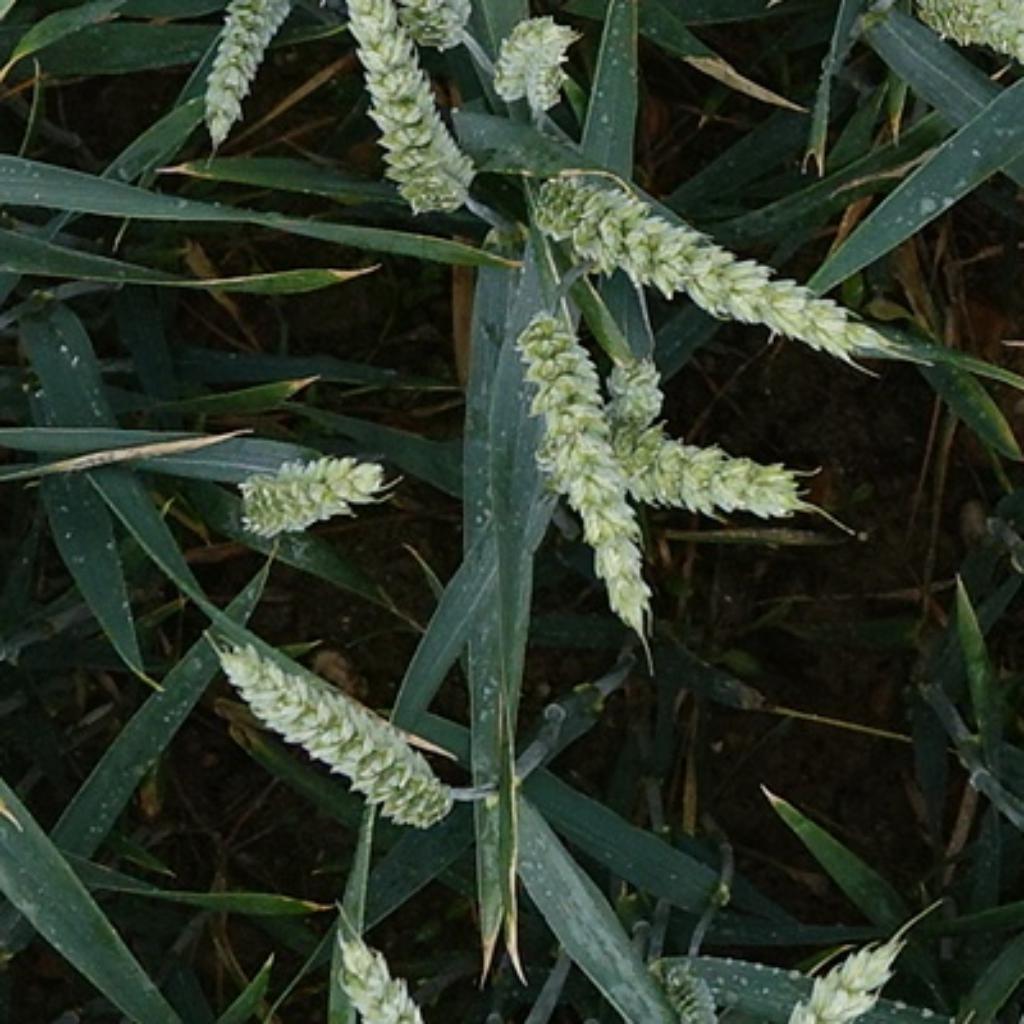 bugday - Roboflow Universe